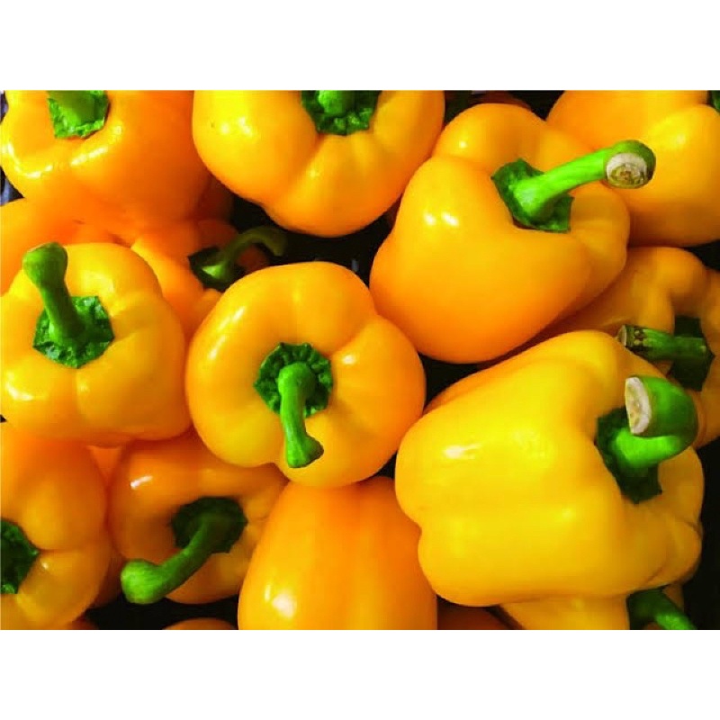 Jual Paprika kuning | Shopee Indonesia