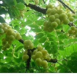 Jual Daun Ceremai segar ( non pestisida ) | Shopee Indonesia