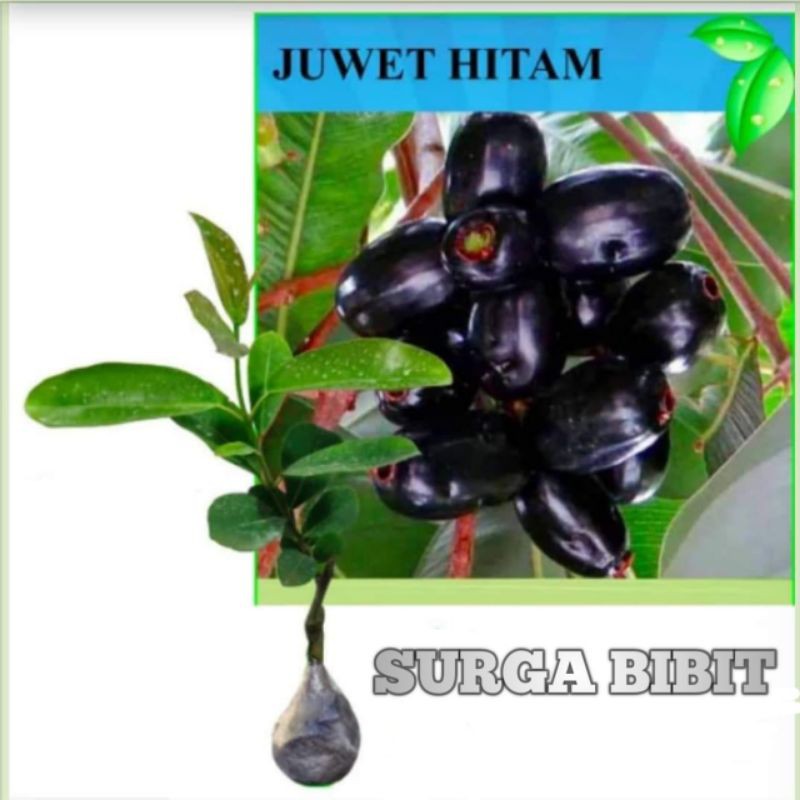 Jual Bibit Buah Juwet Super Manis ( Buah Jamblang ) | Shopee Indonesia
