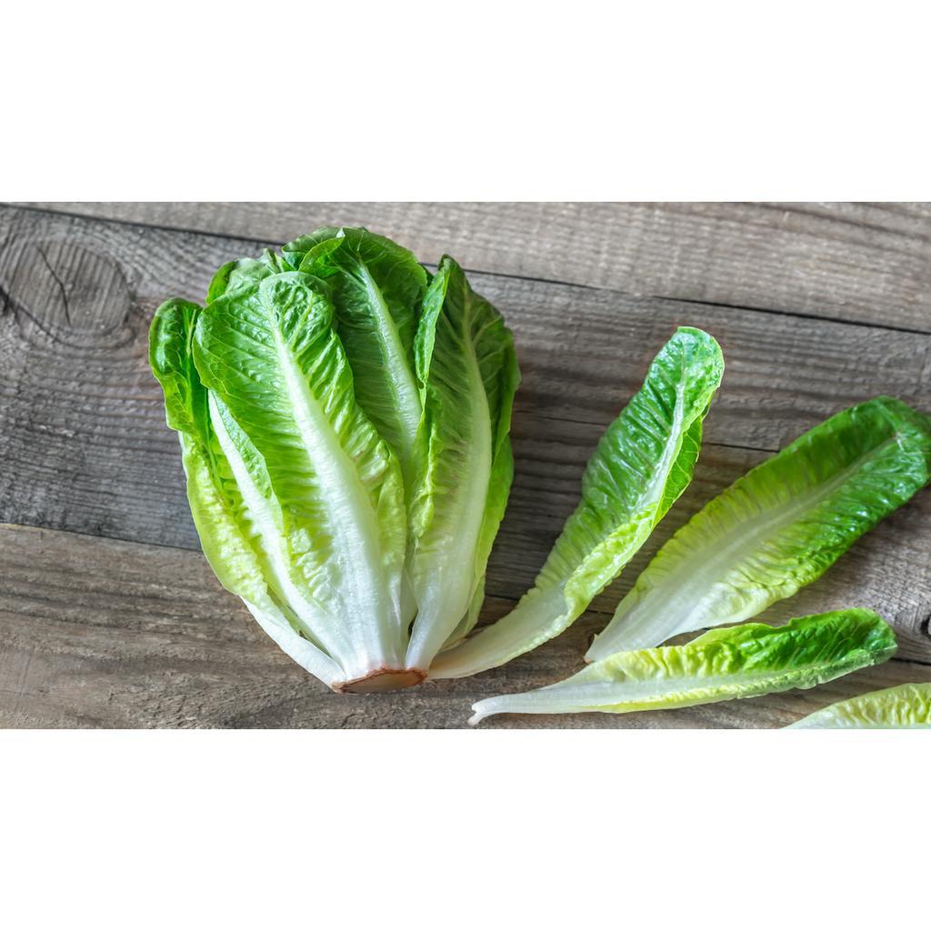 Jual Selada Romen Romaine Lettuce 100 gr | Shopee Indonesia