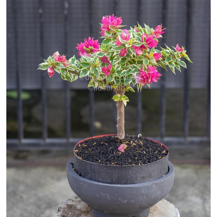 Jual Tanaman Bonsai Bunga Bougenville Varigata Tanaman Bonsai 3 Warna