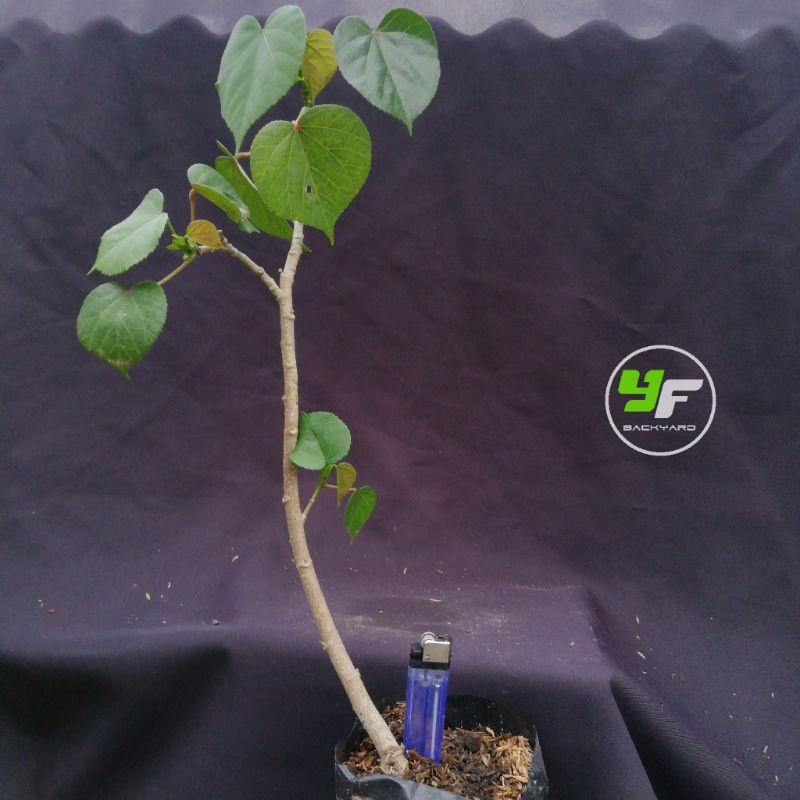 Jual Waru India / bibit waru india / waru / bibit bonsai batang putih | Shopee Indonesia