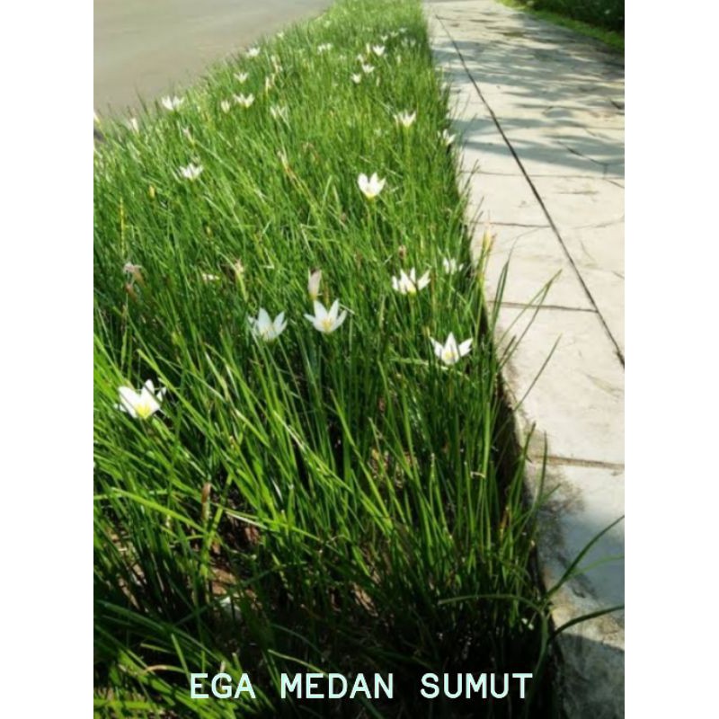 Jual Tanaman Hias Kucai Bunga Putih | Shopee Indonesia