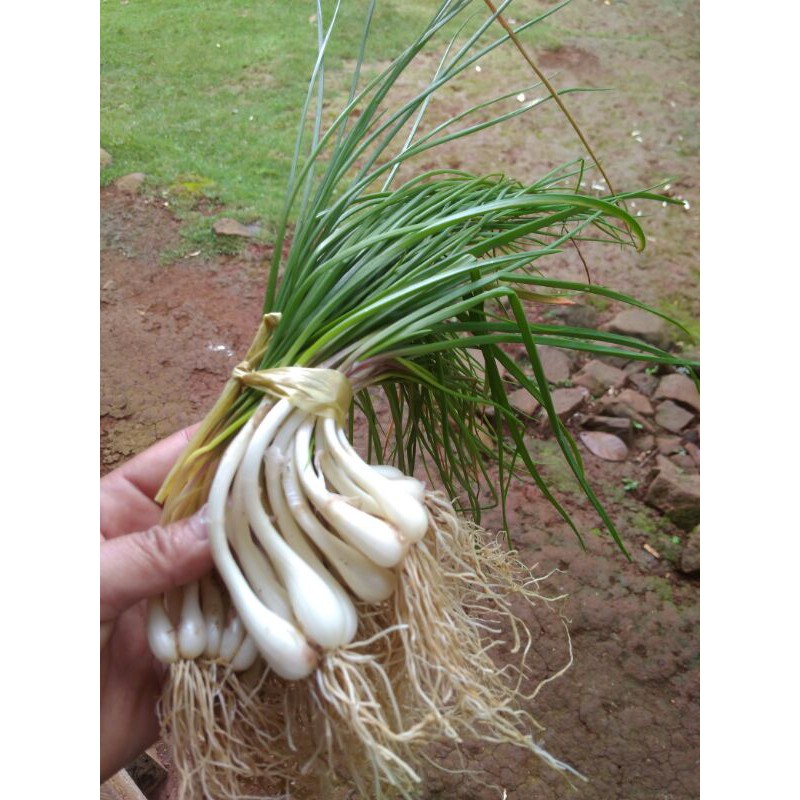 Jual benih kucay/bawang kuncai segar per 1 ikat MURAH | Shopee Indonesia