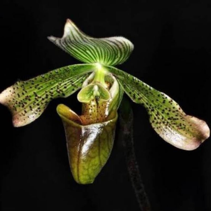 Jual Anggrek papio paphiopedilum Javanicum (Kasut Hijau) | Shopee Indonesia