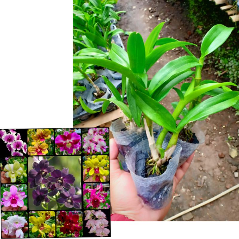 Jual bibit anggrek dendrobium remaja KLONNING | Shopee Indonesia