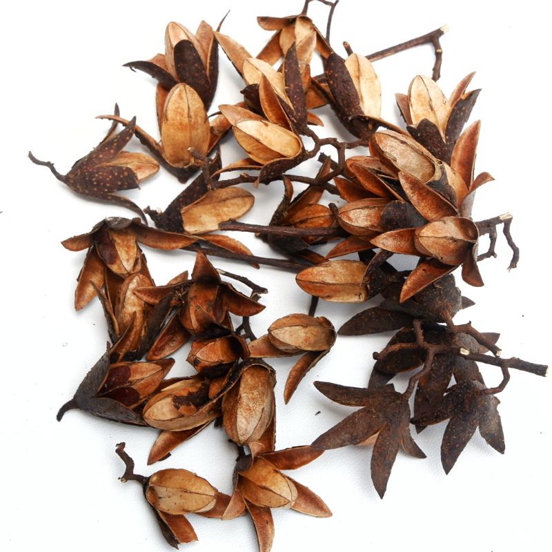 Jual bunga suren 1 pcs - bunga kering lentera - dekorasi mahar ...