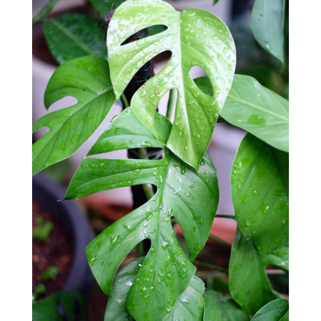 Jual Tanaman hias monstera rhapidapora mostera mini/pertusa mostera ...