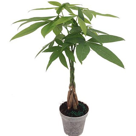 Jual Tanaman Hias Pachira Money Tree / Pohon Pachira / Tanaman Hoki ...