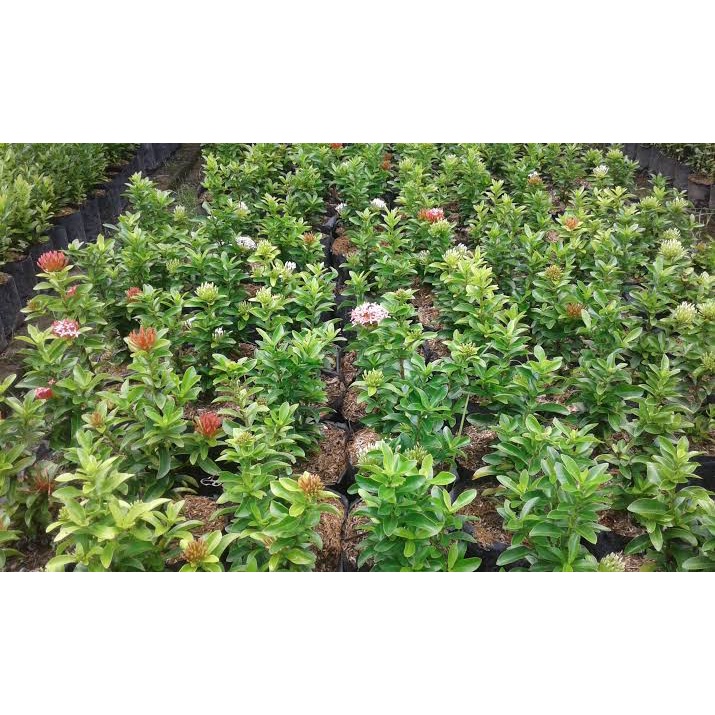 Jual Tanaman Pohon Bunga Asoka/Soko Singapur Berbunga dan Berdaun Lebat ...