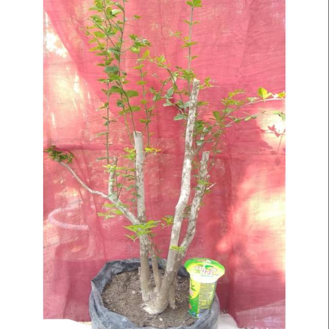 Jual Bahan bonsai tanaman jeruk kingkit indahh | Shopee Indonesia