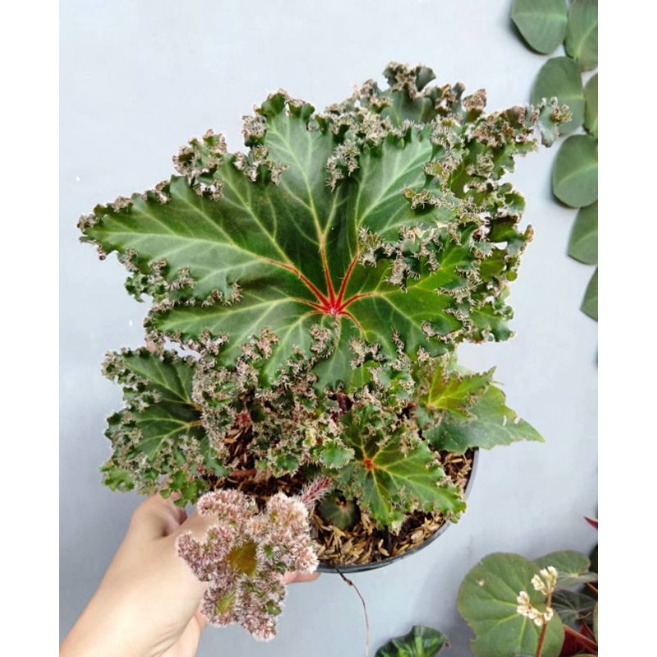 Jual Tanaman hias Begonia Selada / begonia brazil hijau / begonia ...