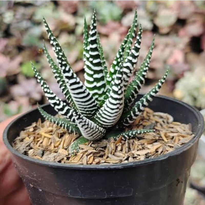 Jual tanaman hias haworthia attenuata/haworthia zebra | Shopee Indonesia