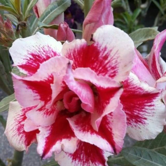 Jual Tanaman hias adenium bunga tumpuk | Shopee Indonesia