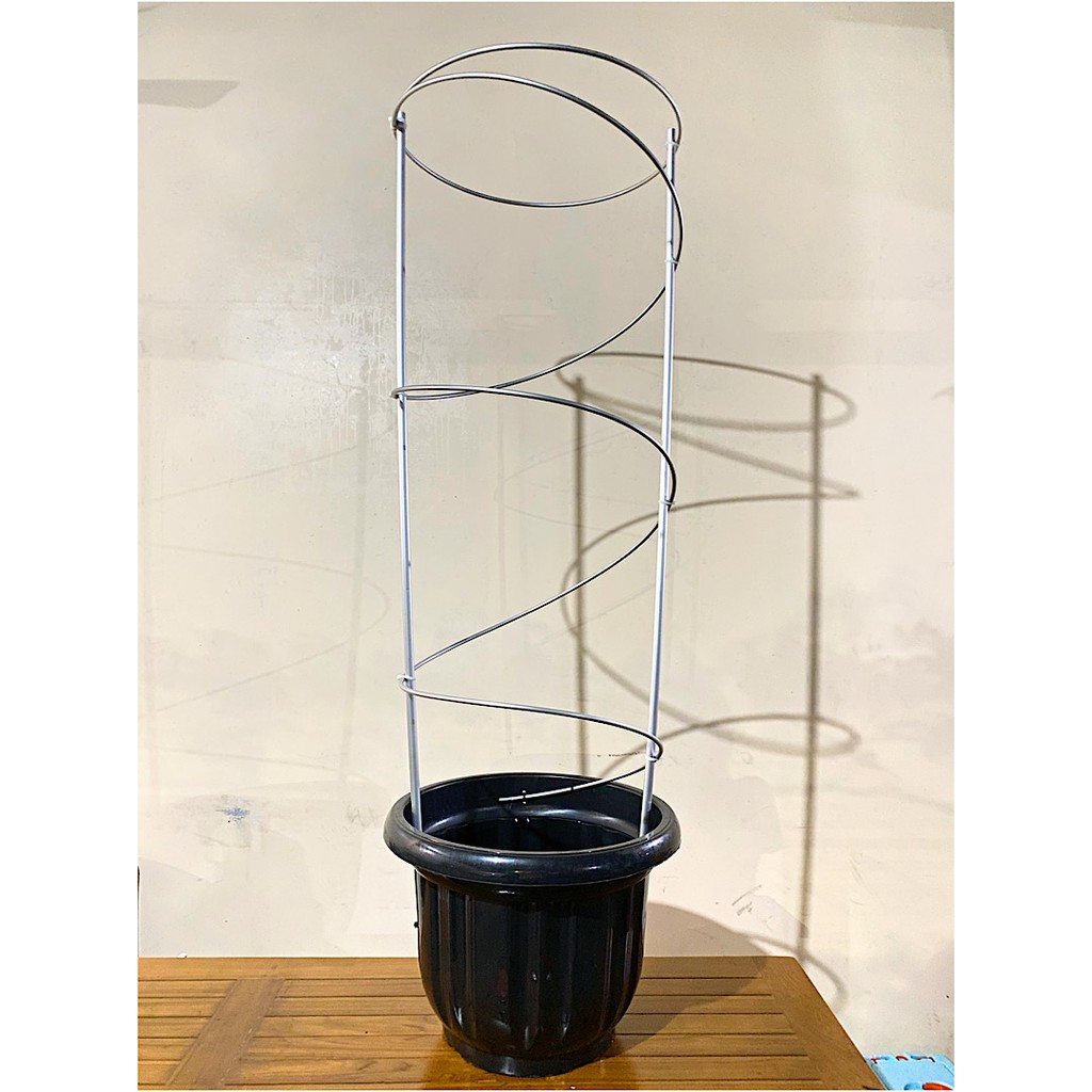 Jual Rambatan Anggur Model Spiral by Taman Anggur Ponjay | Shopee Indonesia