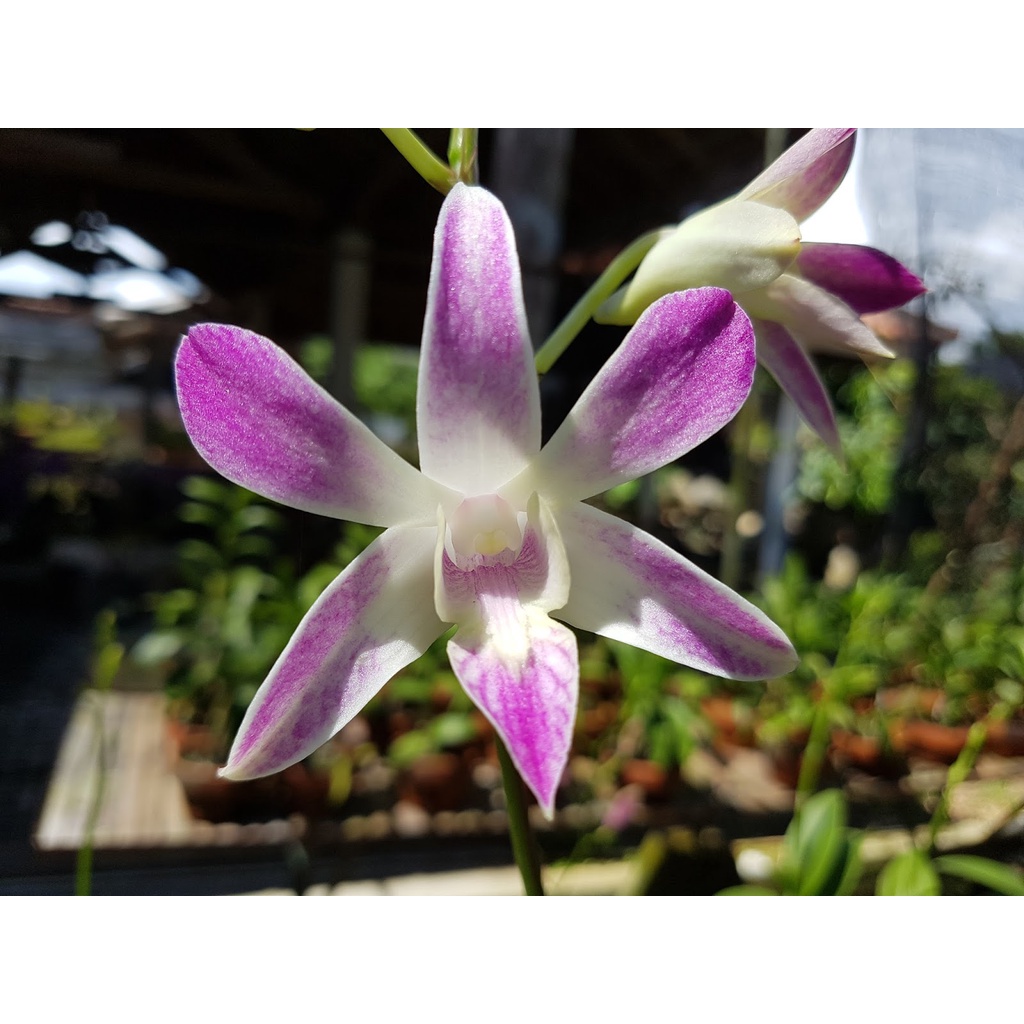 Jual Anggrek Dendrobium Verus Pink Rania | Shopee Indonesia