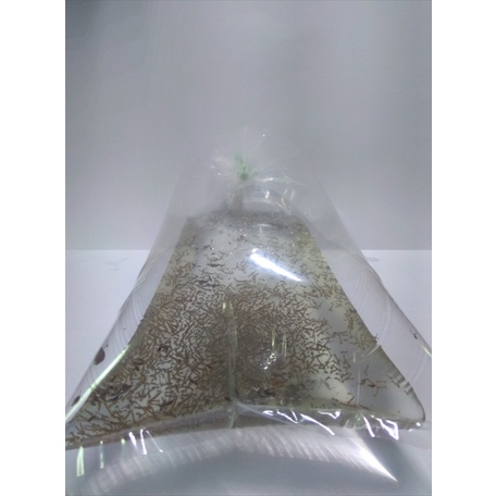 Jual Pakan Ikan || Jentik-jentik nyamuk, encu, pakan indukan, booster ...