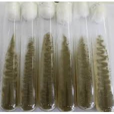 Jual Isolat Cendawan Trichoderma harzianum eksplorasi perakaran Buah ...