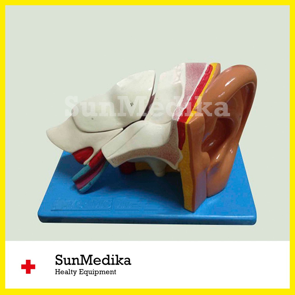 Jual Manekin Model Telinga Kualitas Super | Manikin Phantom Ear Anatomy ...