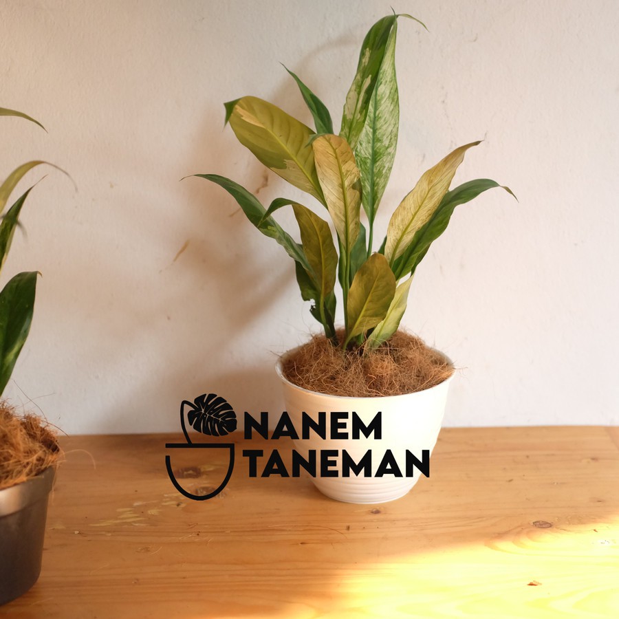 Jual Nanem Taneman - Peace Lily - Variegata di pot plastik hitam 17 ...