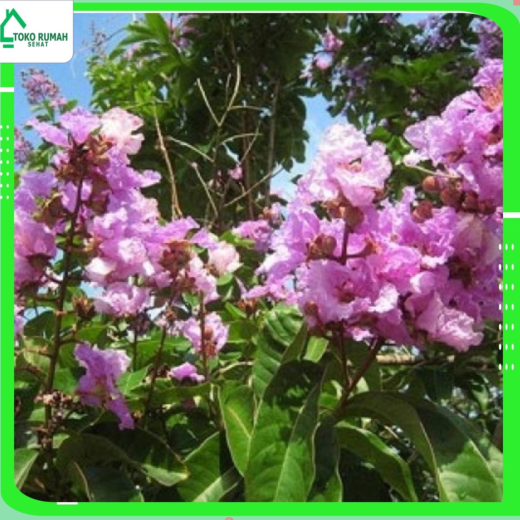 Jual DAUN BANABA / BUNGOR KERING 250 GRAM - Lagerstroemia Speciosa ...