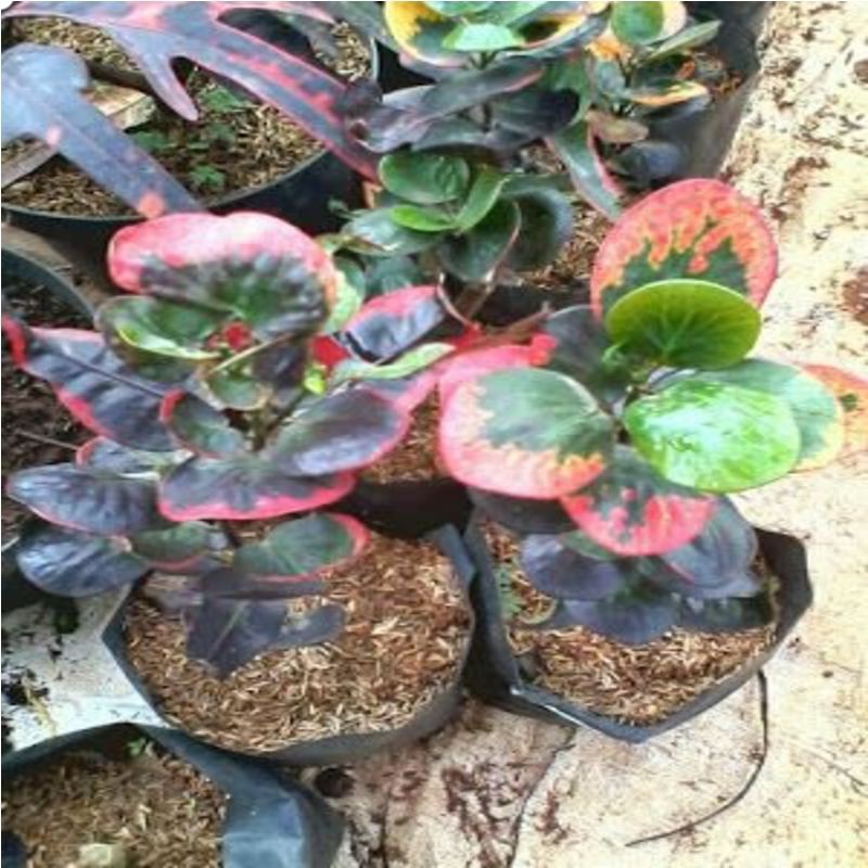 Jual bibit bunga puring apel (WISATA FLORA) | Shopee Indonesia