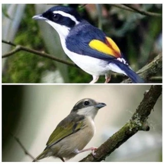 Jual Burung Pentet Terlengkap & Harga Terbaru September 2024 | Shopee ...