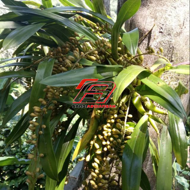 Jual Anggrek Padi Atau Bunga Anggrek pohon 1 ikat isi 4 batang | Shopee ...