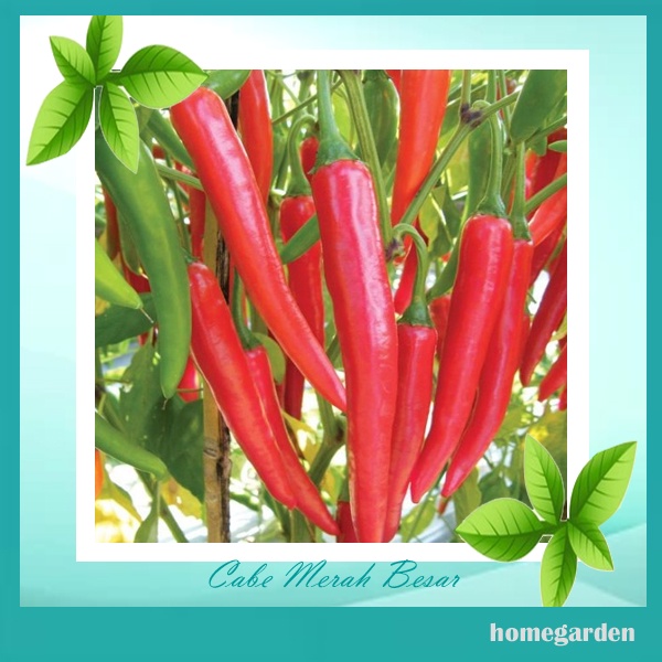 Jual Bibit Cabe Merah Besar Benih Cabe Hibrida Bibit Tanaman Sayuran ...