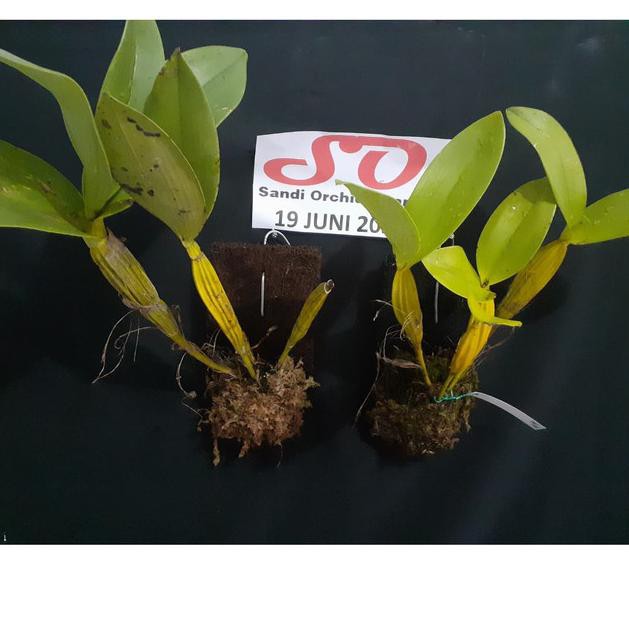 Jual Dendrobium macrophyllum (anggrek jamrud) | Shopee Indonesia