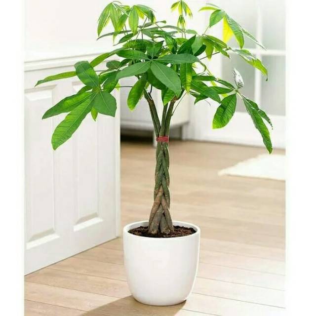 Jual Tanaman pohon pachira/pohon uang | Shopee Indonesia