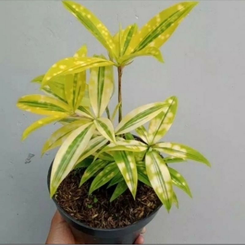 Jual bunga bambu drasena tanaman hias bambu kuning | Shopee Indonesia