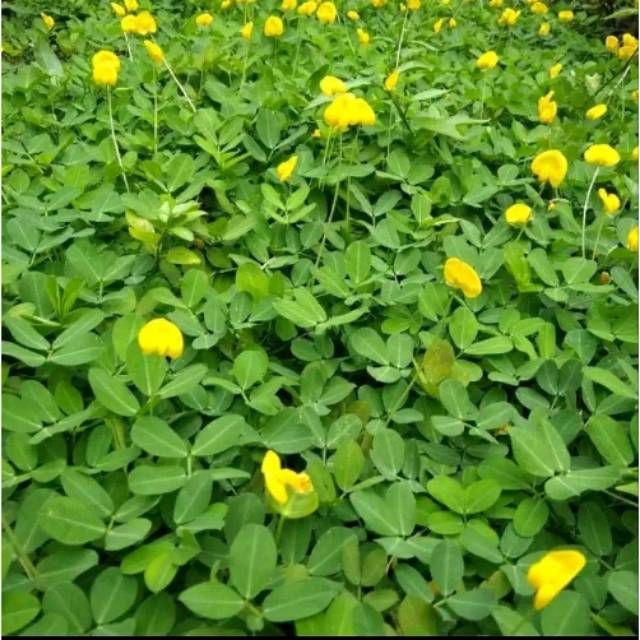 Jual Tanaman kacang kacangan - hiasan taman - pohon kacang kacangan ...