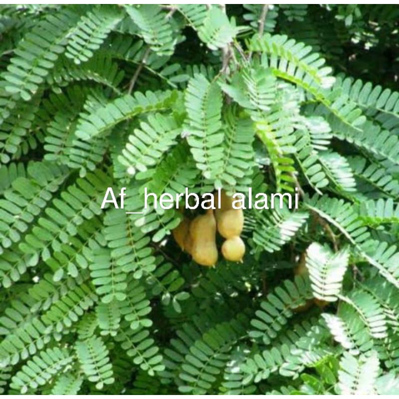 Jual Daun asam 200g | Shopee Indonesia