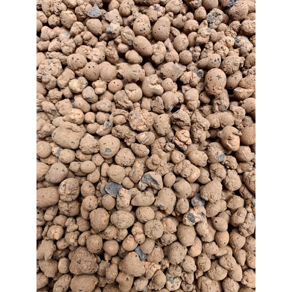 Jual Hydrocorn hidrocorn media tanam | Shopee Indonesia