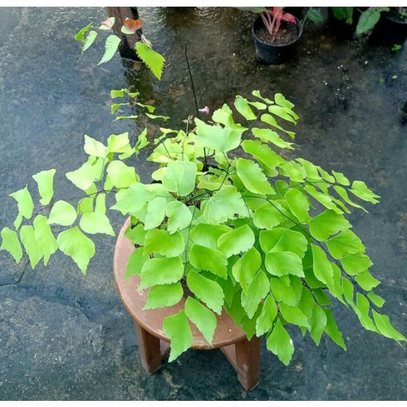 Jual Tanaman hias suplir gajah / suplir jumbo suplir adiantum ...