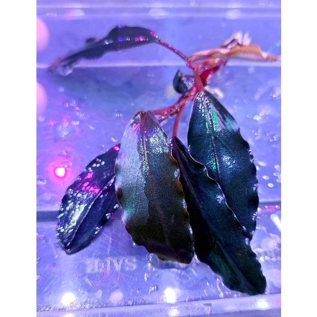 Jual Bucephalandra black venti | Shopee Indonesia