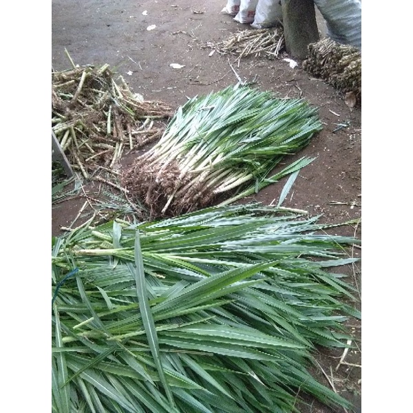 Jual bibit rumput odot,per karung | Shopee Indonesia