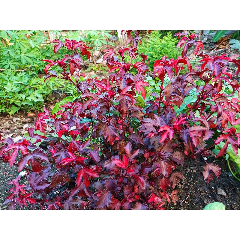Jual PROMO RED MAPLE (PANAMA RED) (PAKET 5 POHON) | Shopee Indonesia