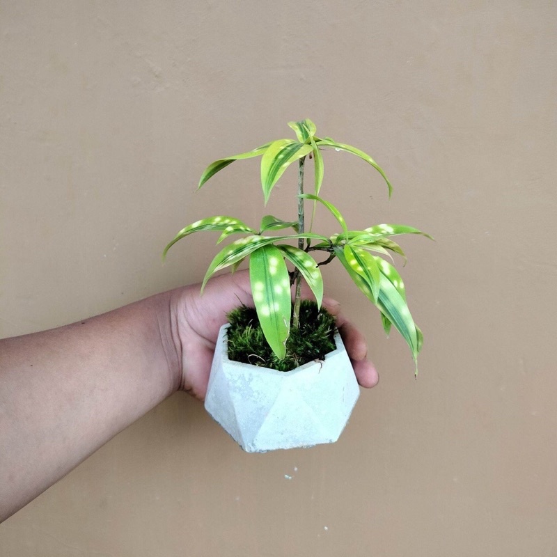 Jual bonsai bambu kuning gratis pot appro besar beton | Shopee Indonesia