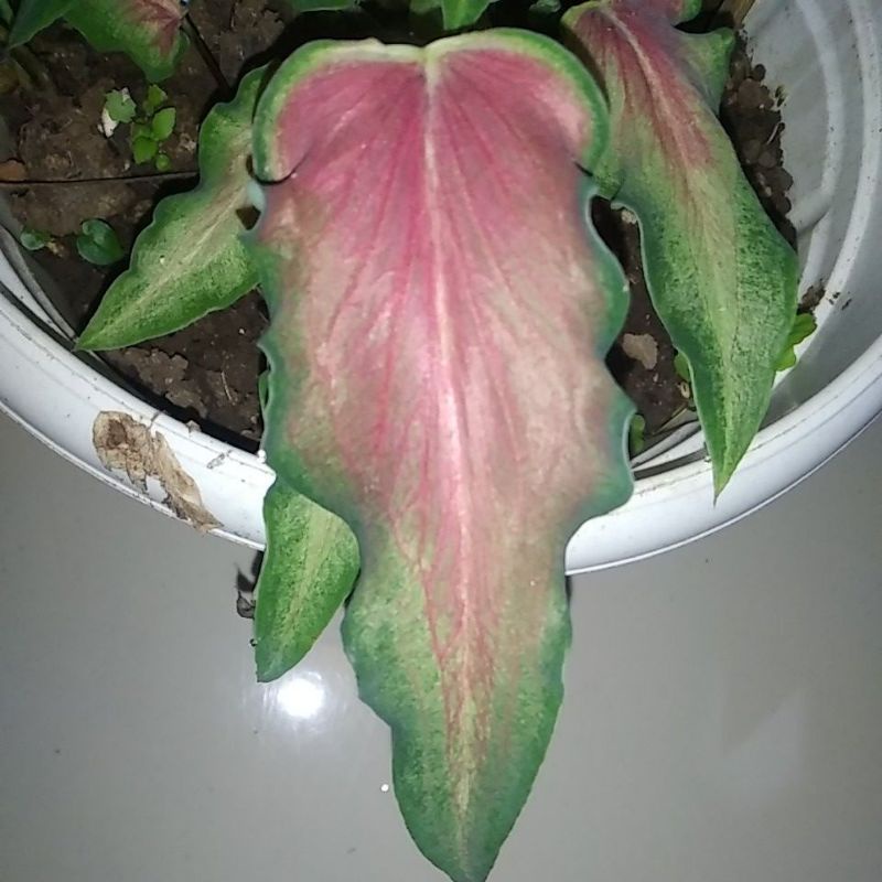 Jual keladi keris/keladi lidah api | Shopee Indonesia