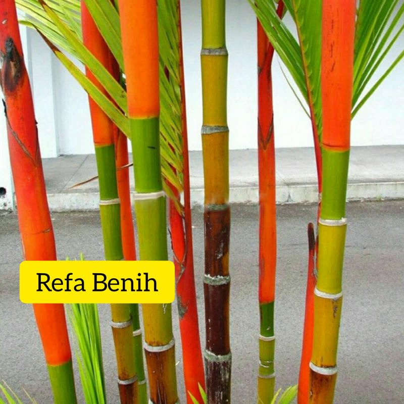 Jual Biji Benih Tanaman Bambu Colour Full Rainbow F1 Import / Benih ...