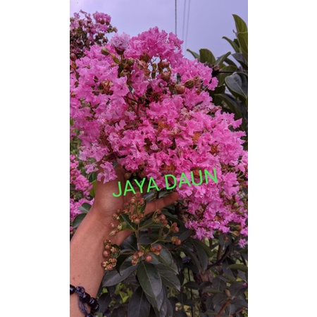 Jual BIBIT BUNGA SAKURA JEPANG(BERBUNGA) | Shopee Indonesia