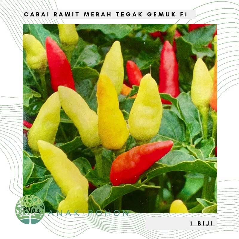 Jual Benih Bibit Biji - Cabai Rawit Merah Tipe Tegak Gendut F1 Cabe ...