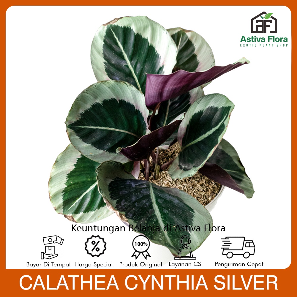 Jual Calathea cynthia silver calathea cynthia | Shopee Indonesia