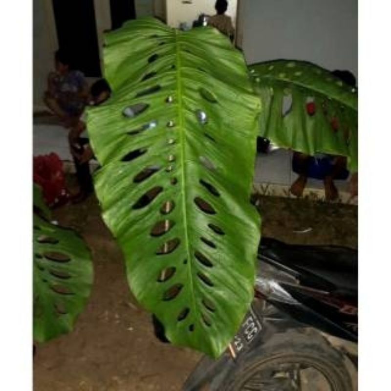 Jual TANAMAN HIAS LANGKA MONSTERA ADASONII GIANT/ RAPHIDOPHORA ...
