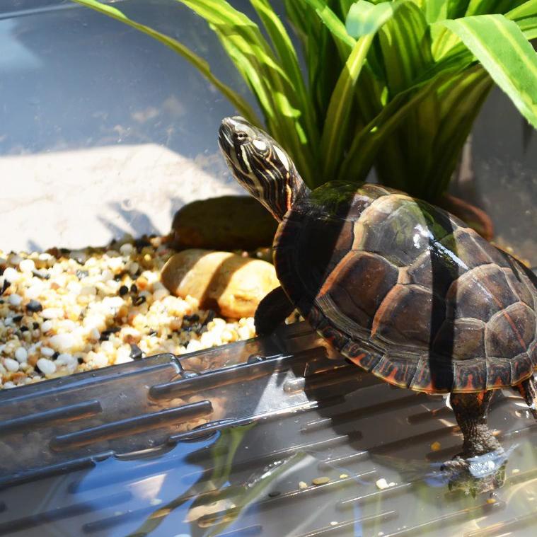 Jual Tempat Kura Kura Besar Turtle Tortoise Aquarium Vivarium Open Box ...