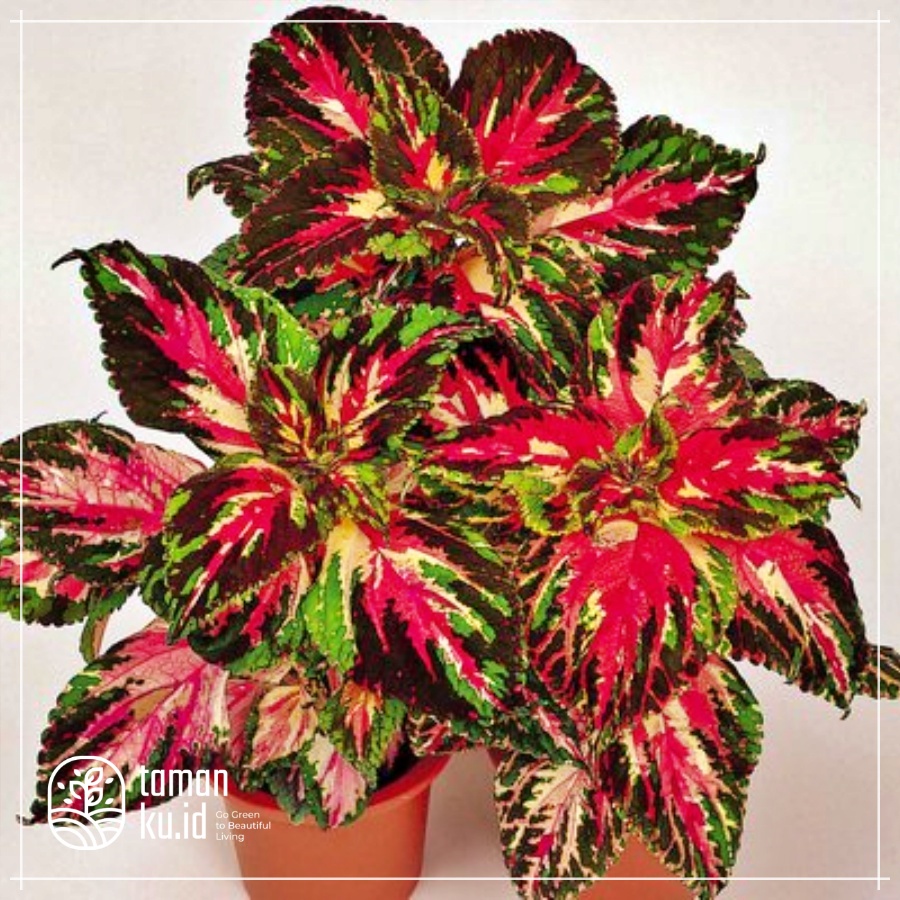 Jual Tanaman Hias Hidup Miana Batik Betawi / Coleus Premium Rimbun ...