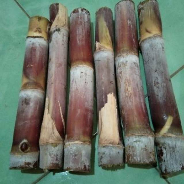 Jual 3 batang Bibit / Tanaman tebu ireng atau tebu merah | Shopee Indonesia