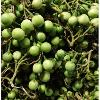 Jual Rimbang Terlengkap & Harga Terbaru Januari 2026 | Shopee Indonesia
